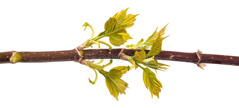 Maple Branches with Green Leaves. Isolated on White Stock Photo - Image ...