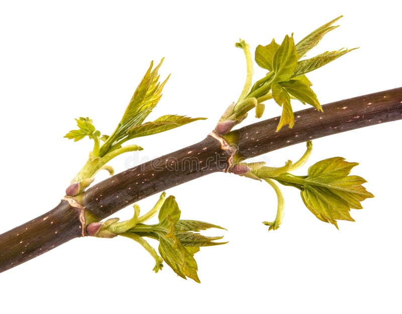 Maple Branches with Green Leaves. Isolated on White Stock Image - Image ...