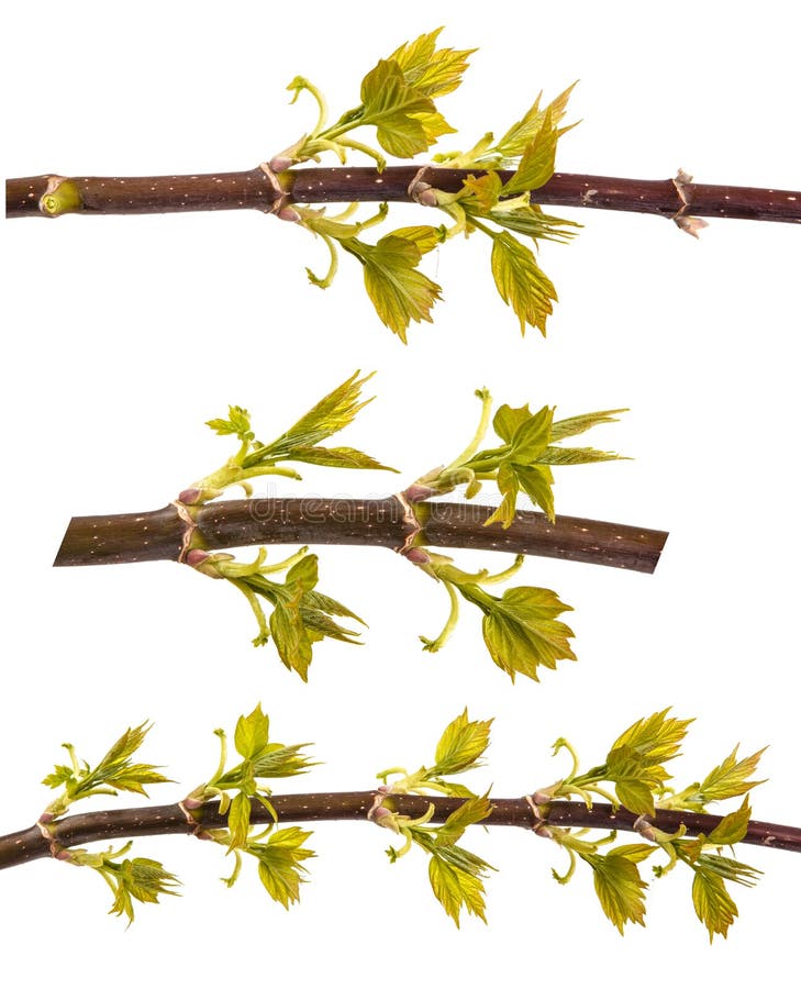 Maple Branches with Green Leaves. Isolated on White. Set Stock Photo ...
