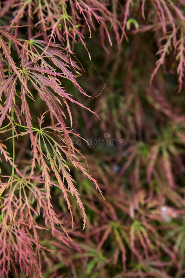 Maple Branches Seen Up Close Stock Image - Image of light, bright ...