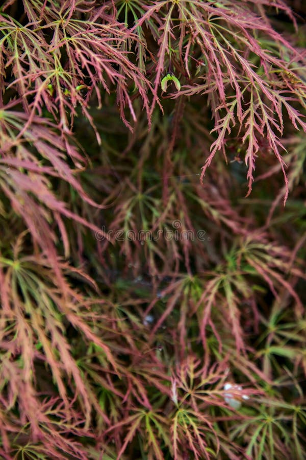 Maple Branches Seen Up Close Stock Image - Image of fall, lush: 217617523
