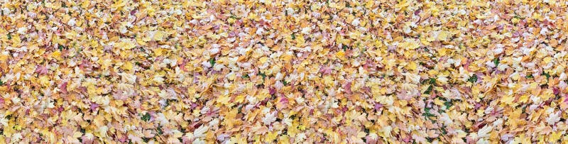 Maple Bright Fall Leaves Strip Stock Photo - Image of background ...
