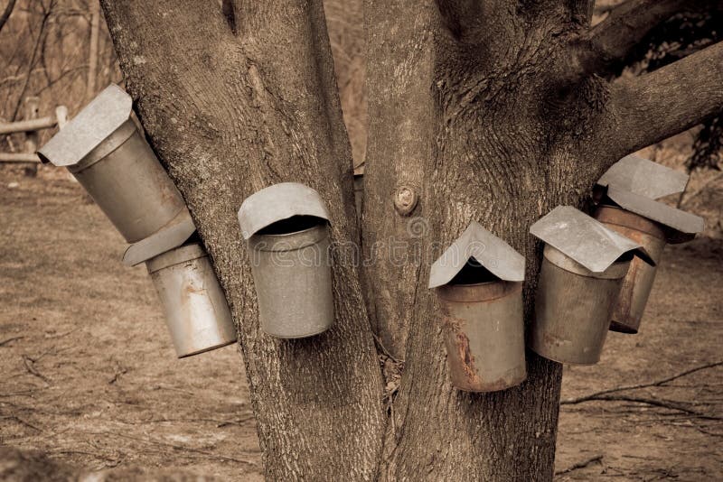Maple Sugaring Tap Buckets Stock Photos - Free & Royalty-Free Stock ...