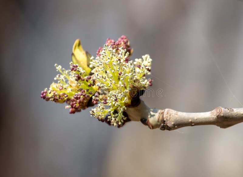 The Maple Bud Opened in the Spring Stock Image - Image of tree, branch ...