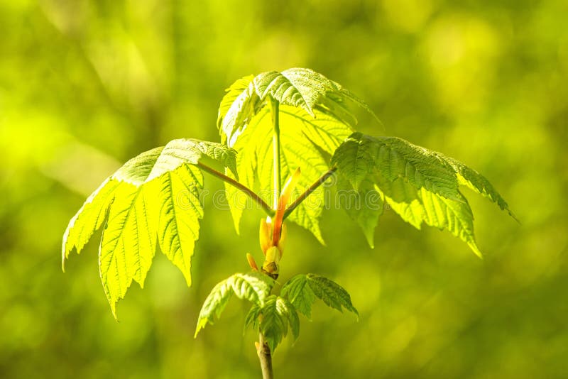 Stages of Opening Leaf Buds on Sycamore Tree Acer Pseudoplatanus Stock ...