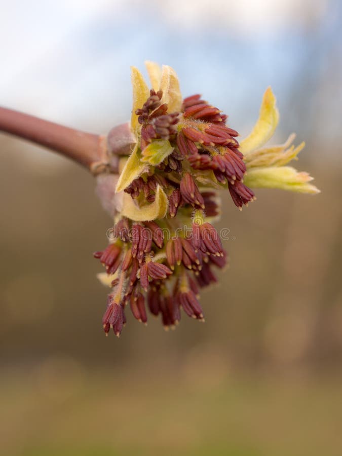 Maple buds close up stock image. Image of blossom, spring - 217900563