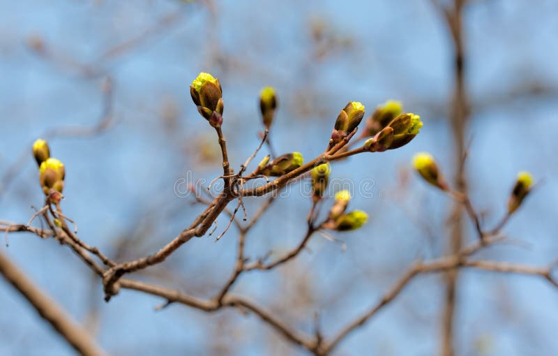 Maple buds in spring stock photo. Image of leaf, growth - 33031366