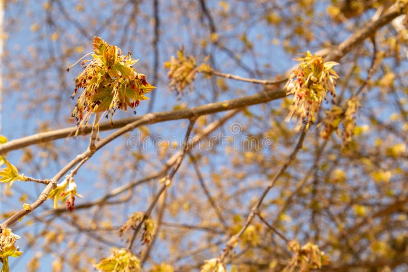 Maple Buds. Trees Bloom in Spring. Young Maple Stock Photo - Image of ...