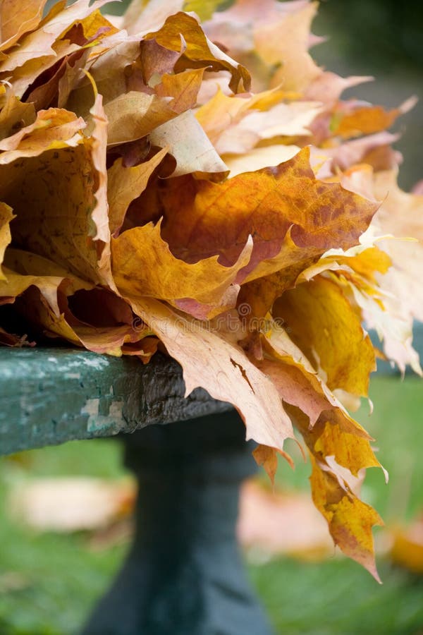 Maple Bunch stock photo. Image of fall, orange, yellow - 16593380