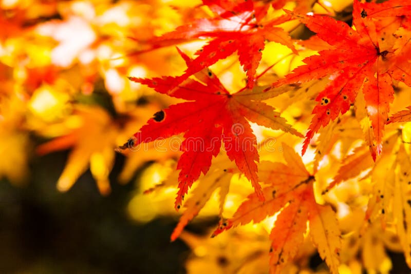 Maple stock photo. Image of japan, road, town, maple - 85874950