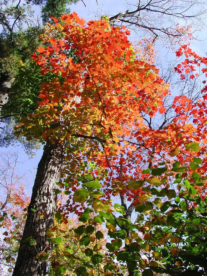 Maple colors stock photo. Image of color, autumn, garden - 354092
