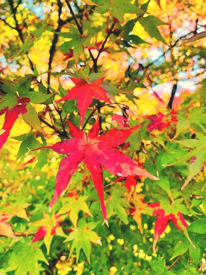 Maple colourful view stock photo. Image of leaf, colourful - 179522304