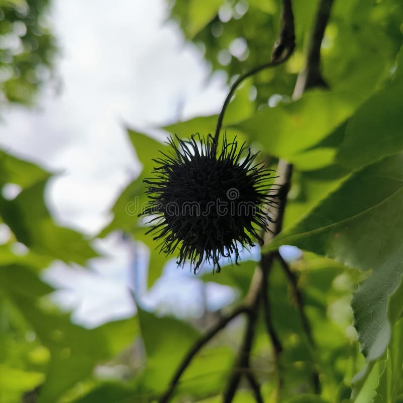 Maple Cones and Maple Leaves Stock Image - Image of yellow, meadow ...