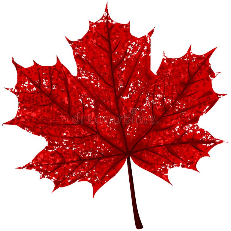 Maple stock vector. Illustration of tear, fall, autumn - 60088038