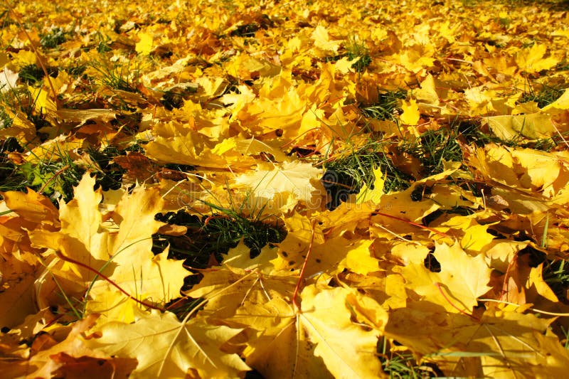 Maple defoliation stock photo. Image of golden, botany - 58772298