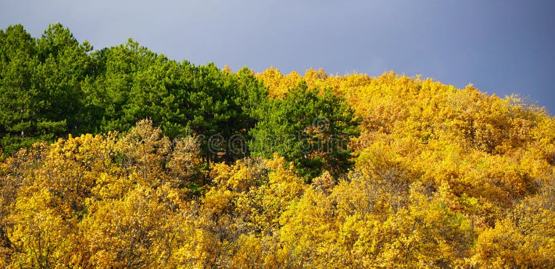 Maple and Evergreen Trees and with Yellow and Green Foliage in Fall ...