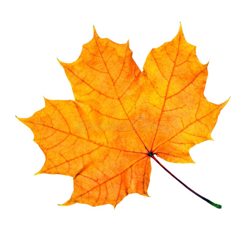 Maple fall leaf stock photo. Image of natural, colourful - 11190106