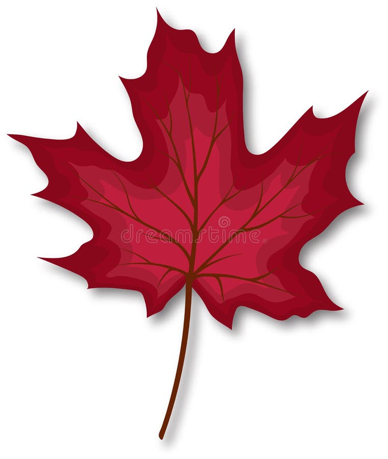 Maple Fall Leaf stock illustration. Illustration of graphic - 259360755