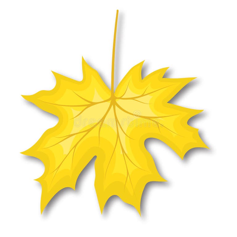 Maple Fall Leaf stock vector. Illustration of medical - 259360767