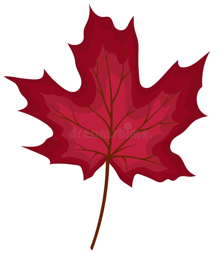 Maple Fall Leaf stock vector. Illustration of leaves - 259360728