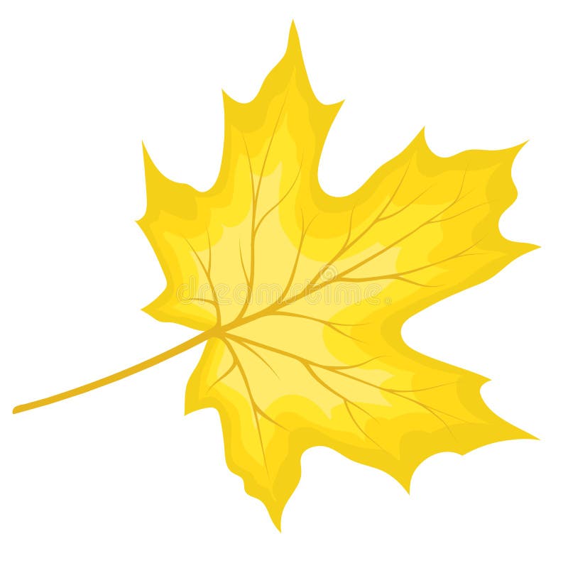 Maple Fall Leaf stock vector. Illustration of natural - 259360735
