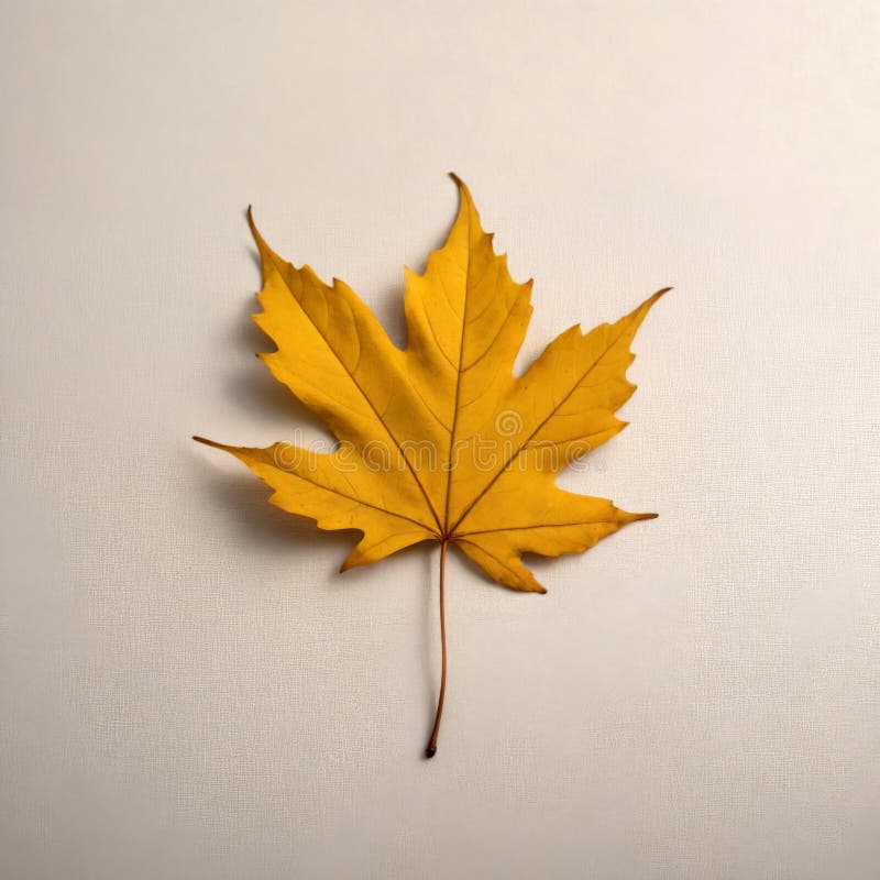 Maple Fall Leaf on White Background Stock Illustration - Illustration ...