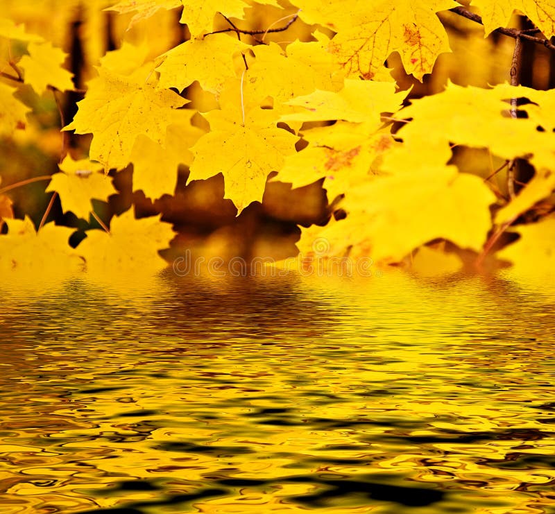 Maple Fall Reflection stock image. Image of river, nature - 6978803