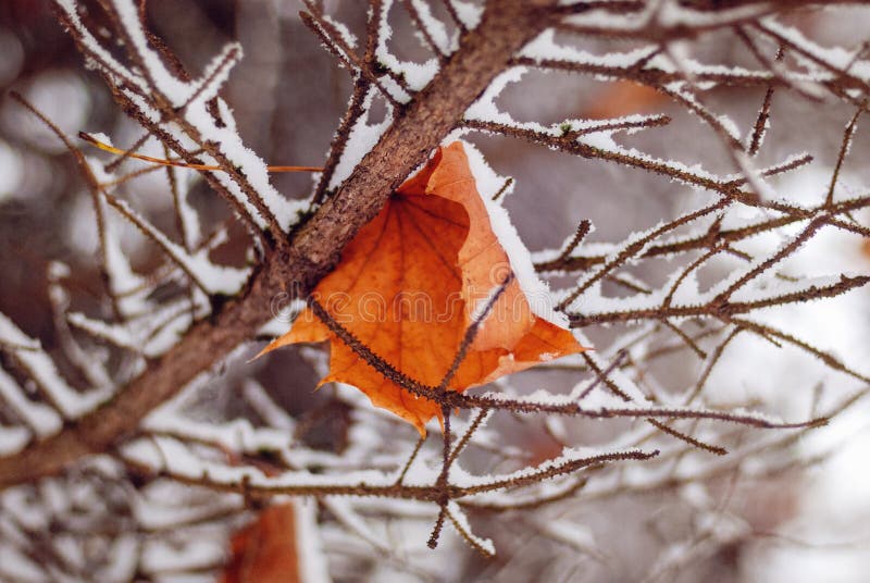 Maple Fallen Leaf on Tree Brunches Covered with First Snow Stock Photo ...