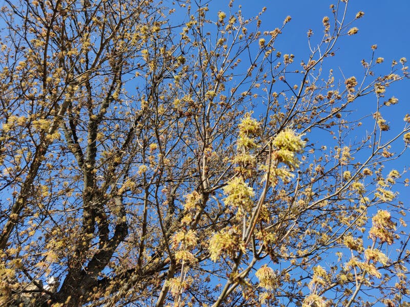 Maple flower stock image. Image of natural, season, botanical - 182138973