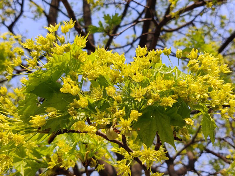 Maple flower yellow stock image. Image of branch, vegetation - 149897637