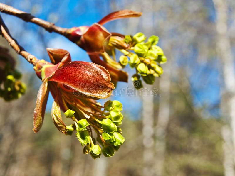 Maple flowers stock image. Image of nature, summer, botanical - 14437763