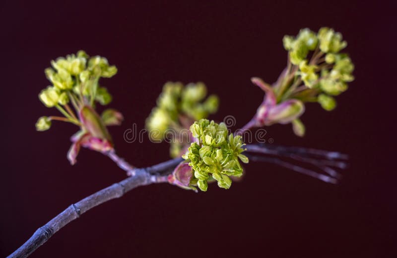 Maple Flowers Close-up during Spring Flowering Stock Photo - Image of ...