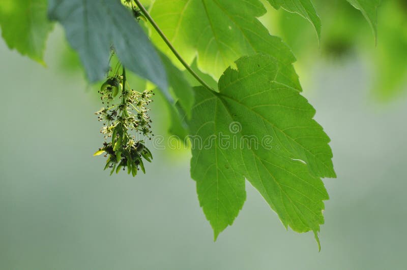 Maple flowers stock photo. Image of plants, nature, gardens - 86188198
