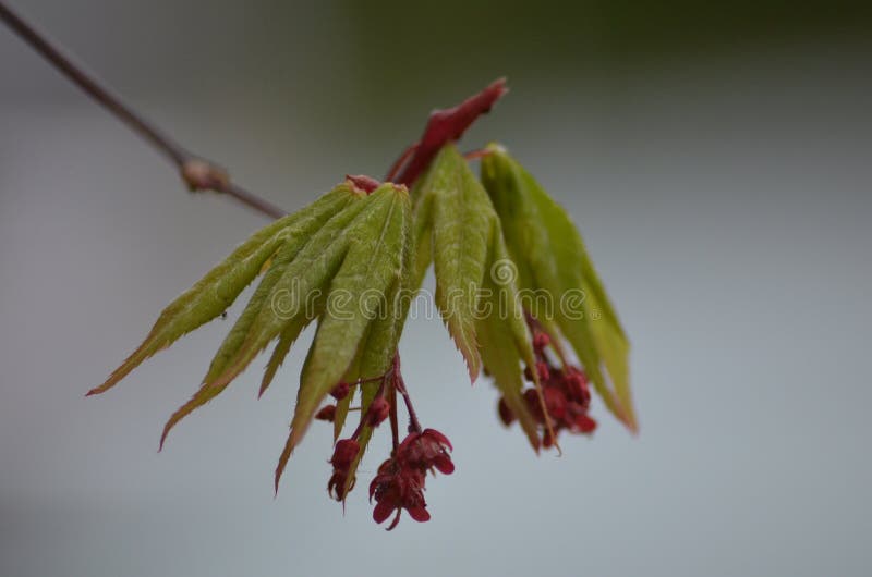 Maple flowers stock image. Image of flowers, growing - 40185879