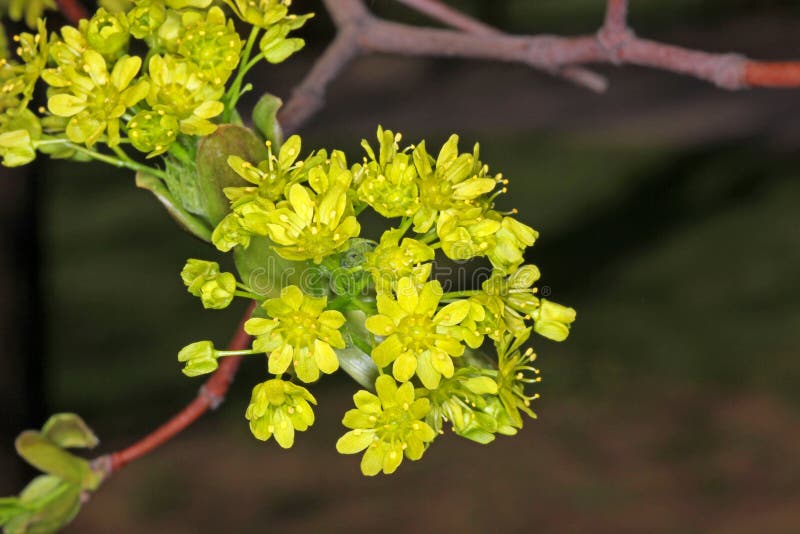 Maple flowers in spring stock image. Image of tree, flowers - 40342553