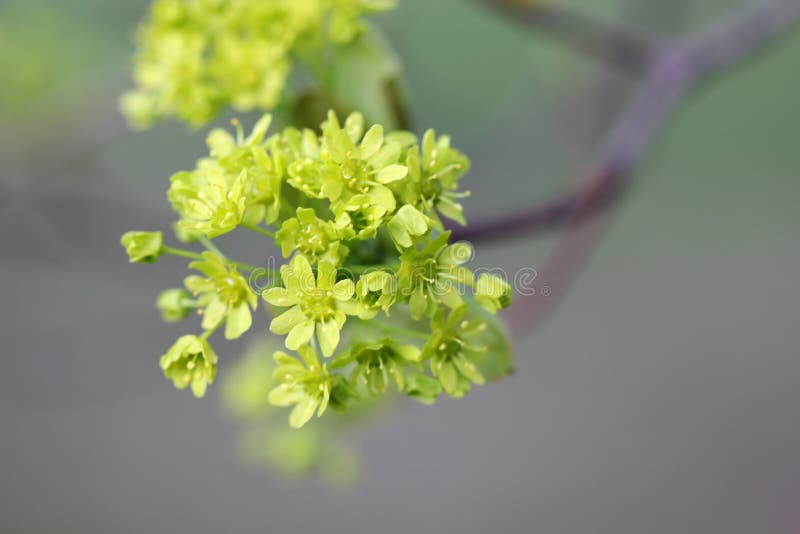 Maple flowers in spring stock image. Image of branch - 43296047