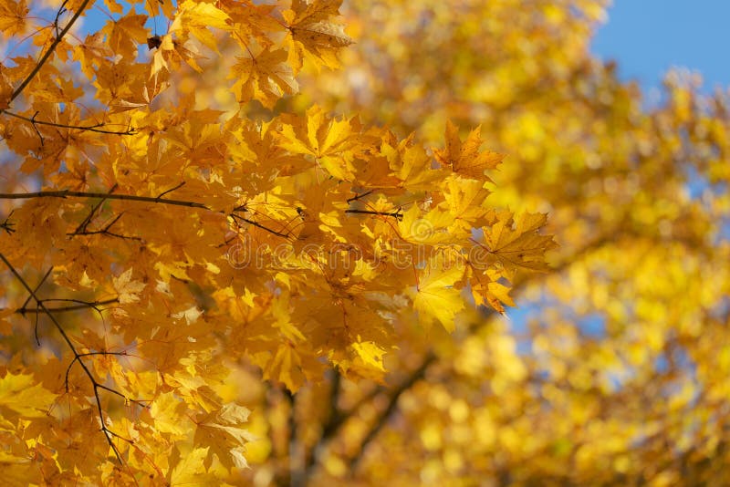 Maple Foliage in the Foreground Stock Image - Image of branch, maple ...