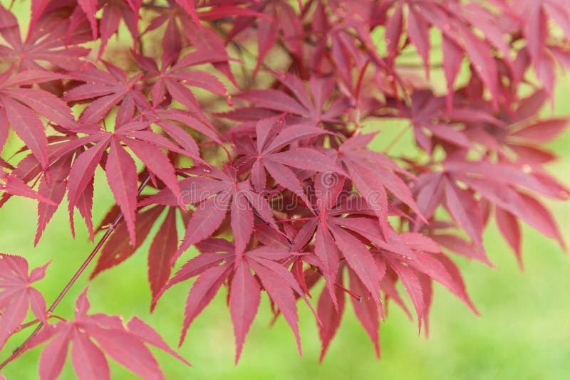 Maroon Japanese Maple Stock Photos - Free & Royalty-Free Stock Photos ...