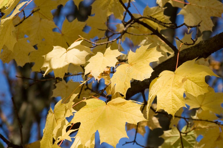 1,300,130 November Stock Photos - Free & Royalty-Free Stock Photos from ...