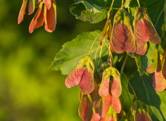 Maple Foliage and Winged Fruit Samara Stock Image - Image of flora ...