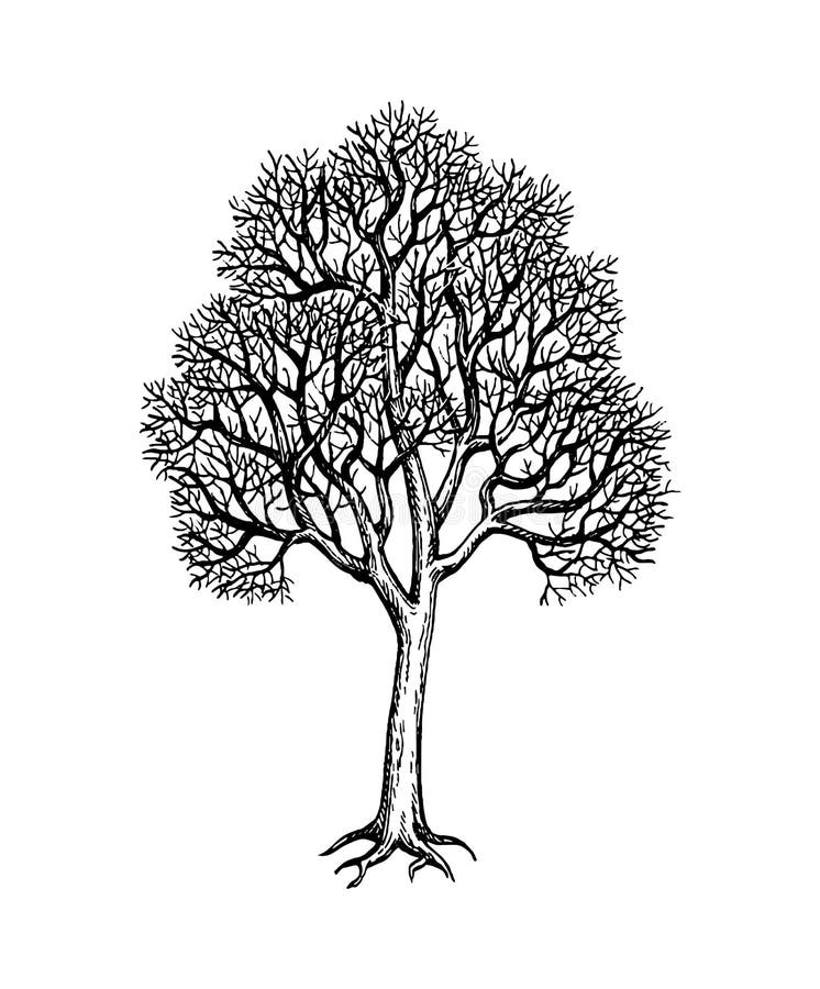 Roots Etch Stock Illustrations – 19 Roots Etch Stock Illustrations ...
