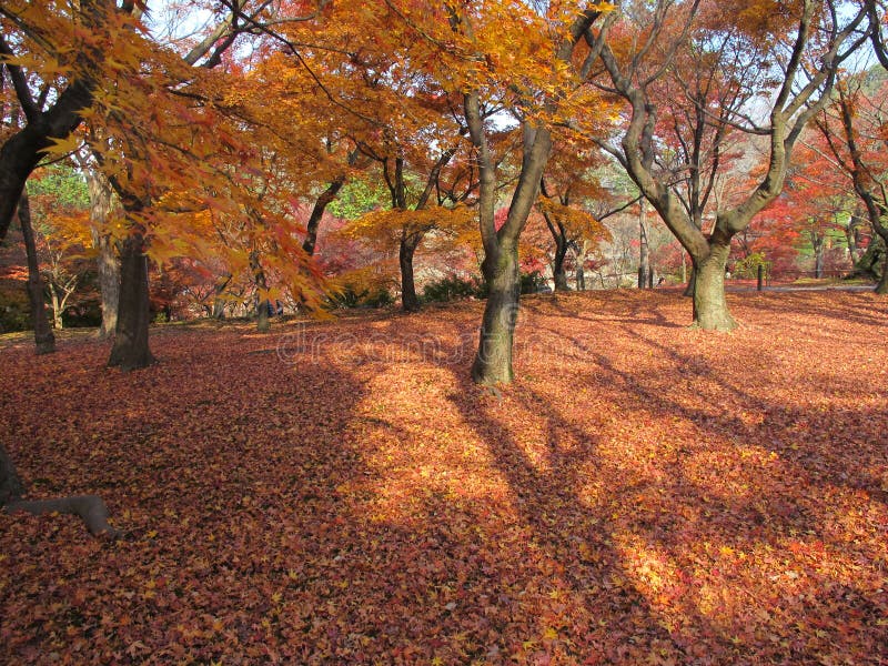 Maple forest in autumn stock photo. Image of outdoors - 180283862