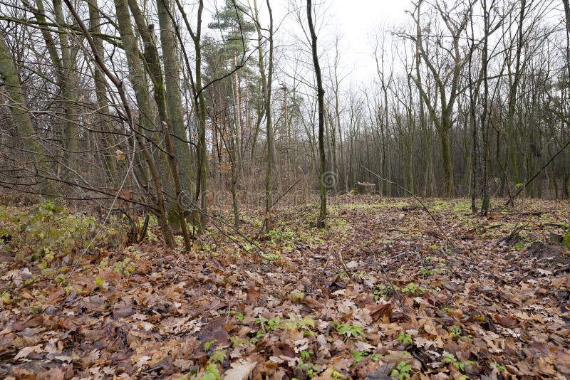 Maple forest in autumn stock image. Image of lush, branch - 130429261