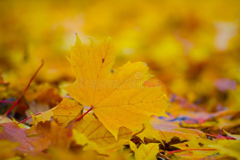 Maple Forest Glade Covered by Red Dry Leaves Stock Photo - Image of ... Maple Forest Glade Covered by Red Dry Leaves Stock Photo - Image of ...