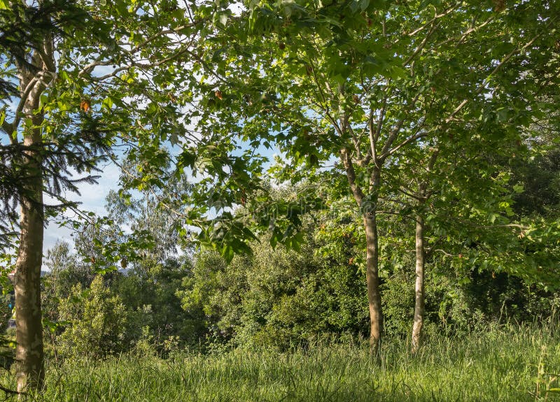 Maple Forest in Summer with Green Grass and Trees Stock Image - Image ...