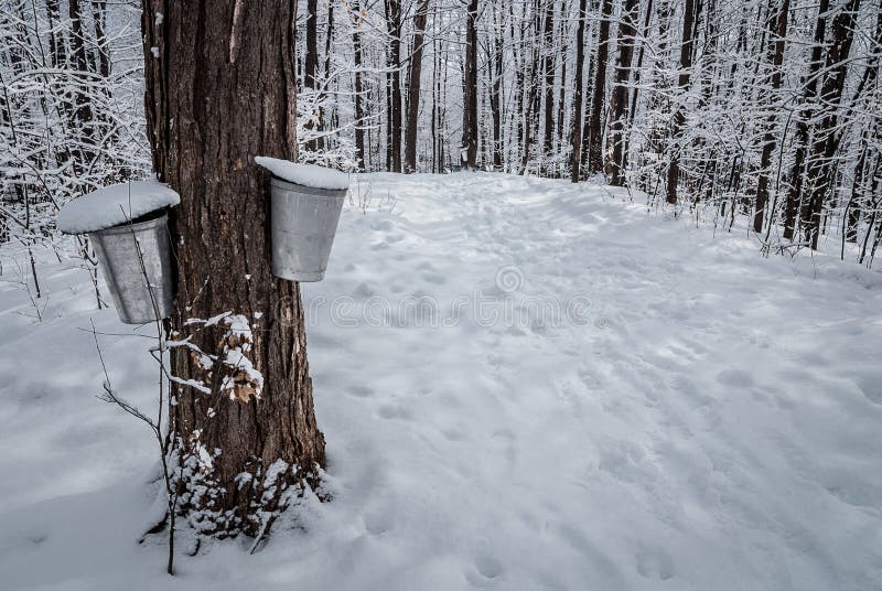 Maple Syrup Sap Buckets in a Winter Woods. Stock Image - Image of ...