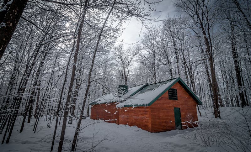 Maple Syrup Sap Buckets on Maple Trees in a Winter Woods. Stock Photo ...