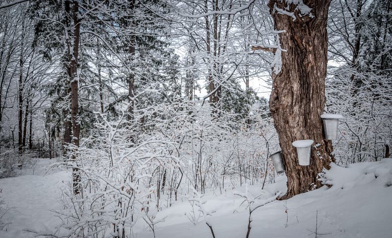Maple Syrup Sap Buckets on Maple Trees in a Winter Woods. Stock Image ...
