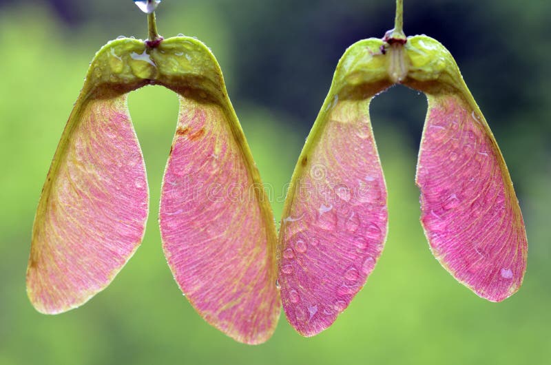 Winged Fruits of a Maple Acer Sp Stock Image - Image of seed, botany ...