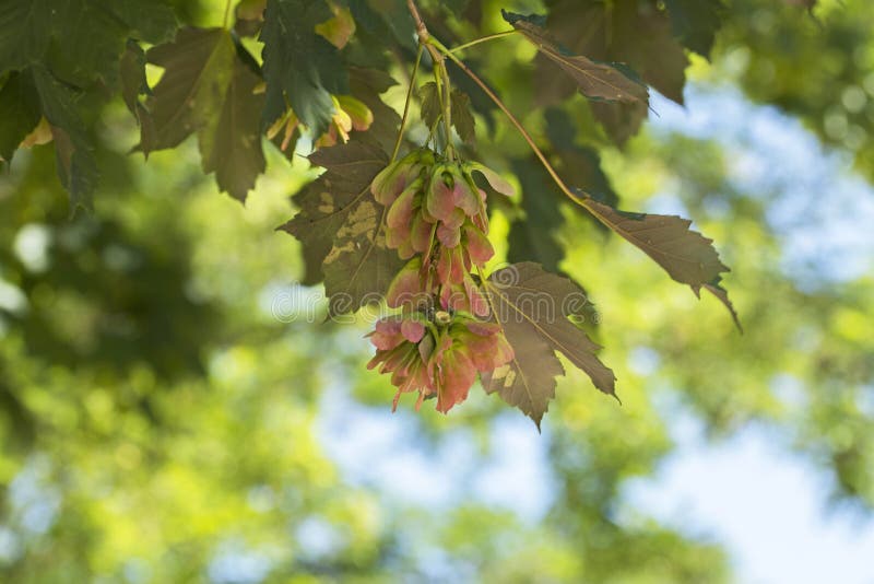 Maple fruits or samaras stock photo. Image of growth - 118487176